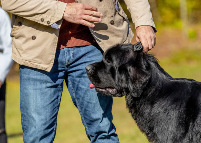 Armant Dog Breed Profile – Top Dog Tips