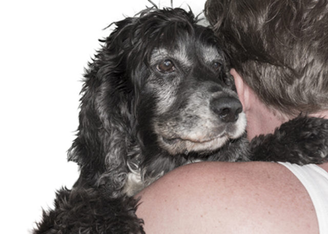Armant Dog Breed Profile – Top Dog Tips