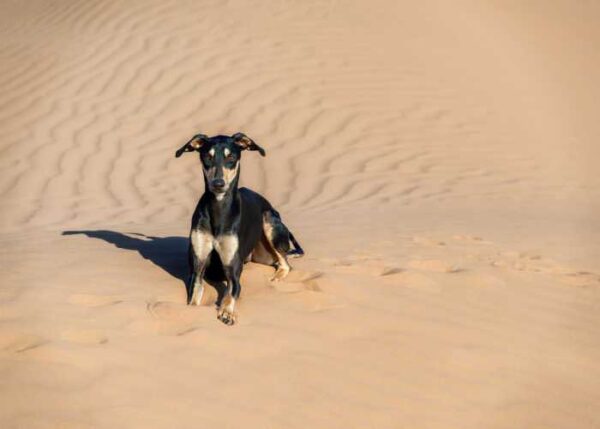 Sloughi Dog Breed Profile – Top Dog Tips