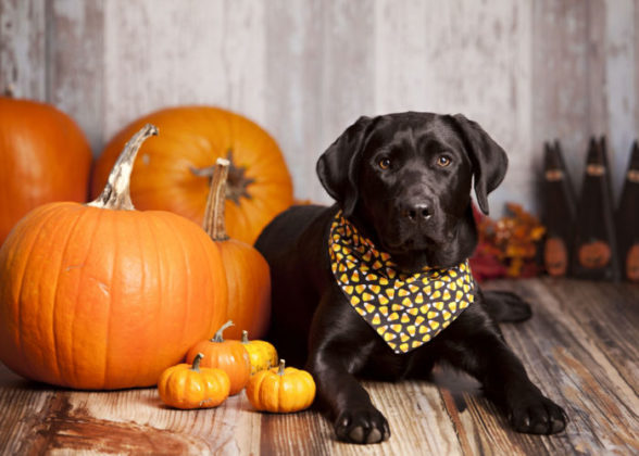300+ Halloween Dog Names For Your Spooky Pup