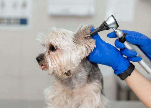 Deaf Dog Symptoms: How to Tell if Your Dog is Deaf