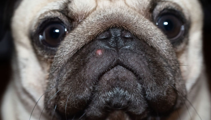 Dog Acne: Symptoms, Causes, and Treatment – Top Dog Tips