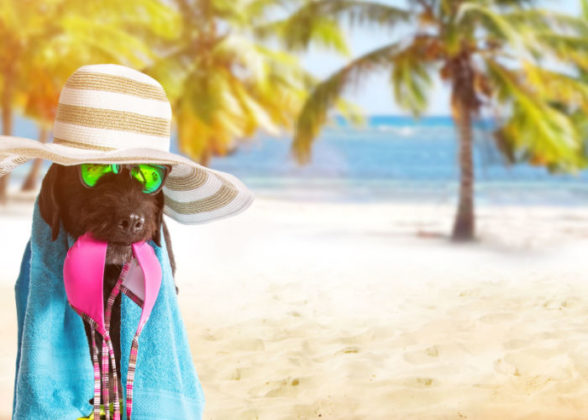 20 Cool Dog Summer Accessories – Top Dog Tips
