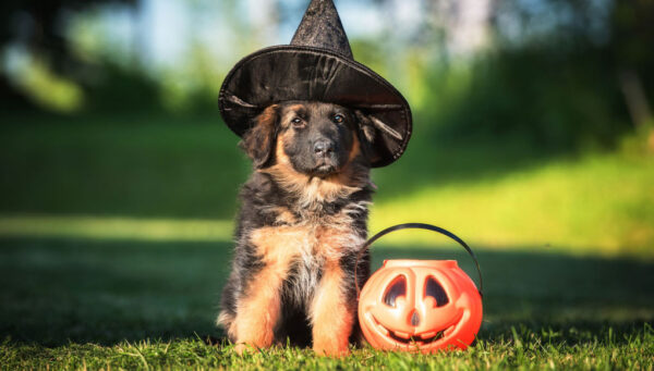 12 Fun Halloween Activities for Dogs – Top Dog Tips