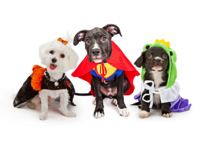 5 Fun Halloween Activities for Dogs – Top Dog Tips