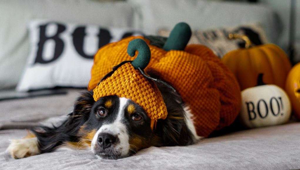 300 Halloween Dog Names For 2022 Top Dog Tips 300 Halloween Dog Names For 2022 Top Dog Tips