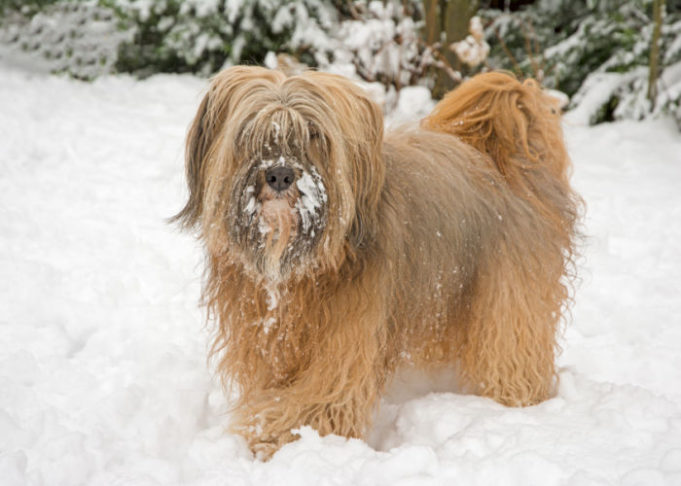 Dog Names Starting With R – Top Dog Tips