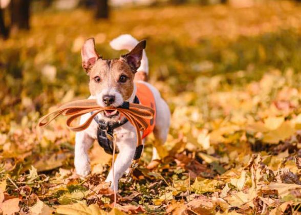 11 Reasons Why Dogs Love the Fall Season – Top Dog Tips