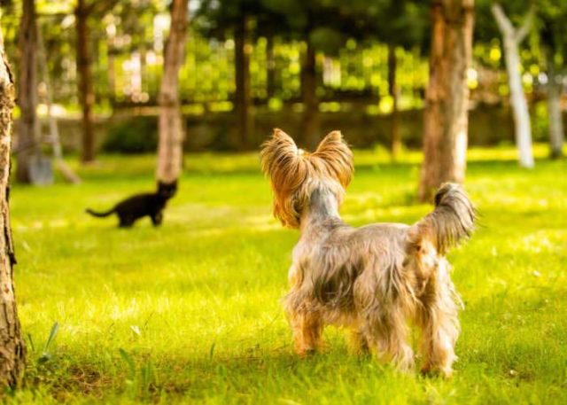 Chasing After Moving Things in Dogs – Top Dog Tips