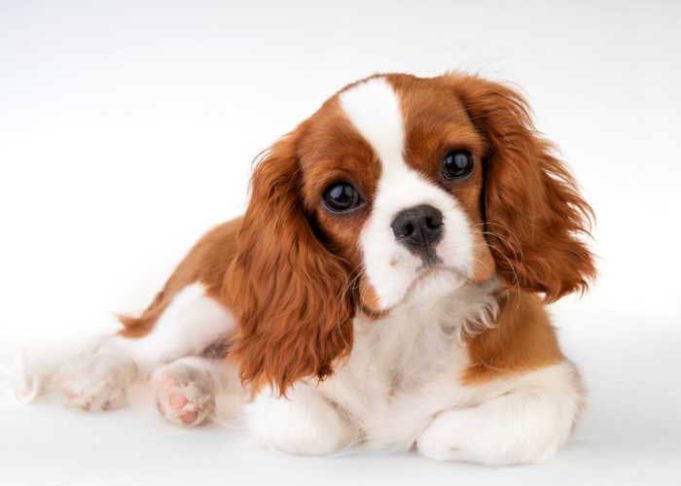 10 Cavalier King Charles Spaniel Mixes You'll Love