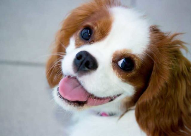 10 Cavalier King Charles Spaniel Mixes You'll Love