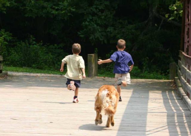 Chasing After Moving Things in Dogs – Top Dog Tips