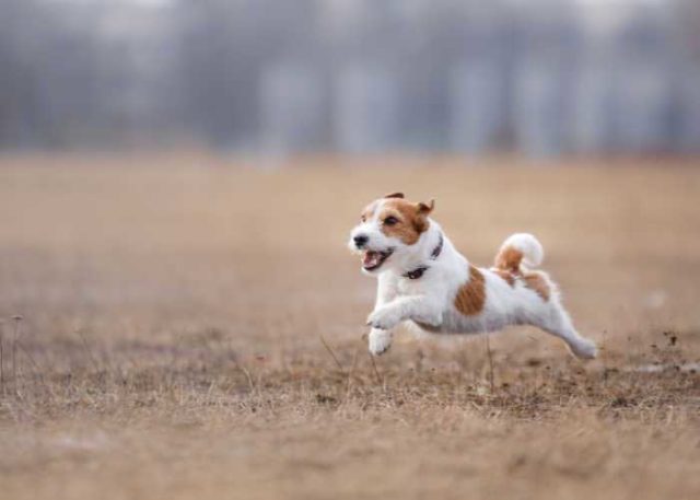 Chasing After Moving Things in Dogs – Top Dog Tips