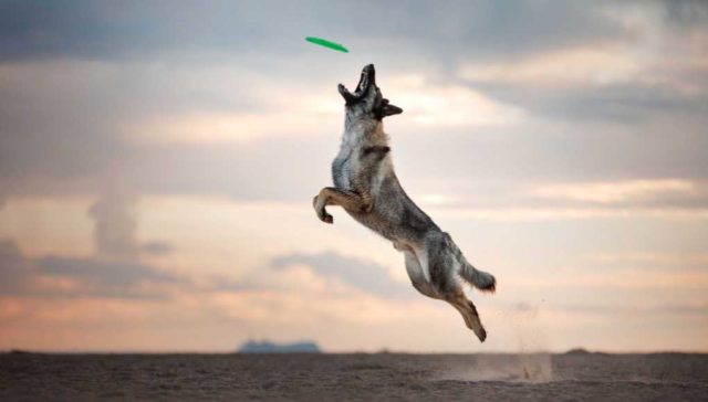 Chasing After Moving Things in Dogs – Top Dog Tips