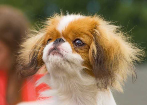 Japanese Chin Dog Breed Profile – Top Dog Tips