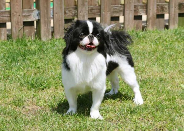 Japanese Chin Dog Breed Profile – Top Dog Tips