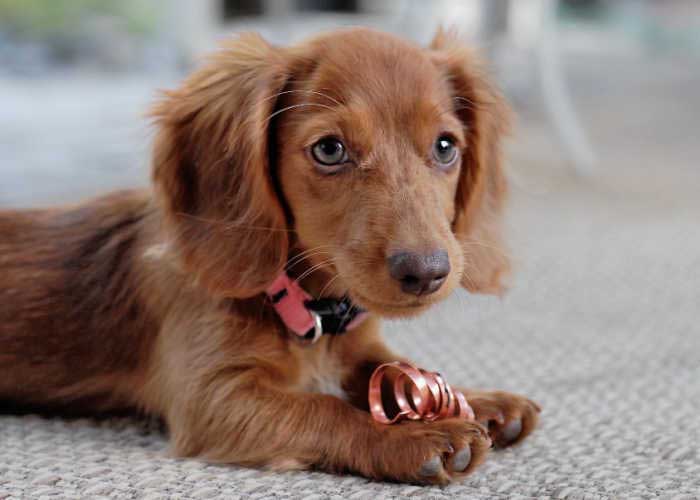 10 Cavalier King Charles Spaniel Mixes You'll Love