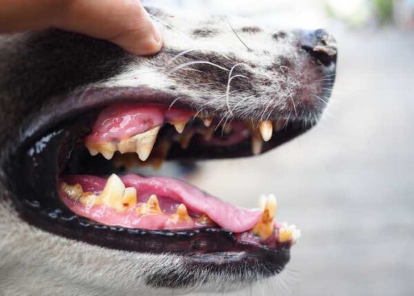 Gum Infection in Dogs: Signs, Causes & Treatments – Top Dog Tips