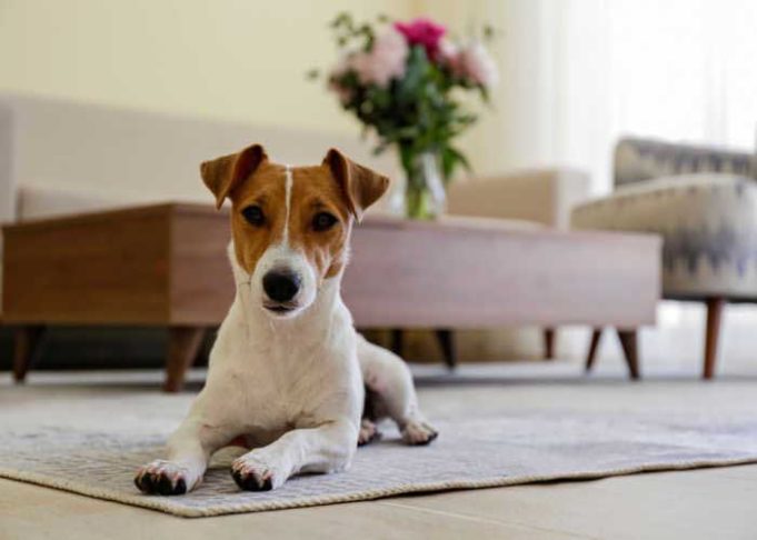 Dogs Jumping on Furniture and How To Make Them Stop – Top Dog Tips
