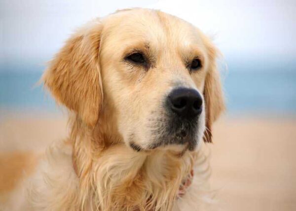 210+ Dog Names Starting With J – Top Dog Tips