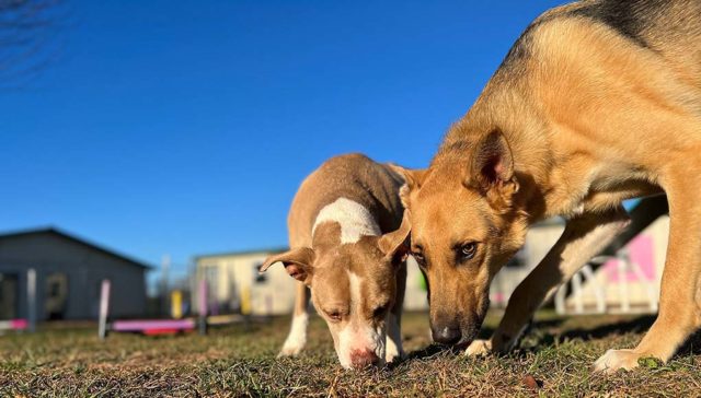 Is Dog Daycare Good For Dogs Top Dog Tips is-dog-daycare-good-for-dogs-top-dog-tips