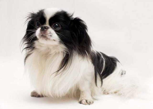 Japanese Chin Dog Breed Profile – Top Dog Tips