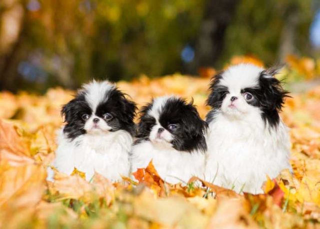 Japanese Chin Dog Breed Profile – Top Dog Tips