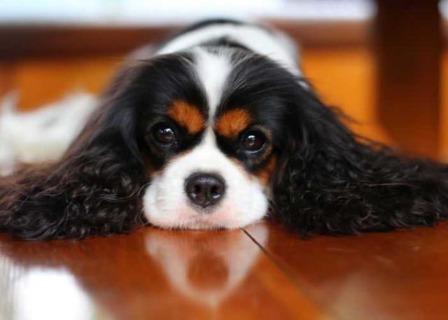 10 Cavalier King Charles Spaniel Mixes You'll Love