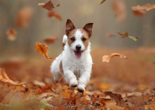 Chasing After Moving Things in Dogs – Top Dog Tips