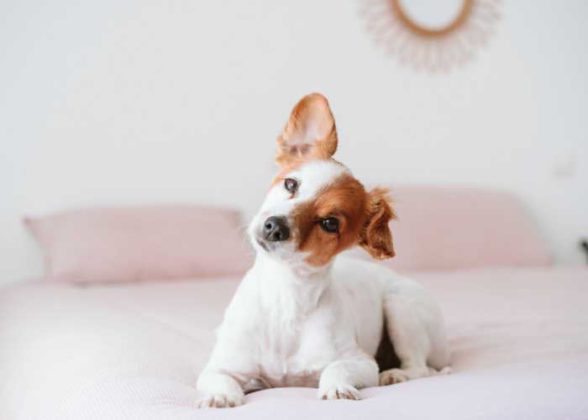 Why Do My Dog’s Ears Stink? – Top Dog Tips