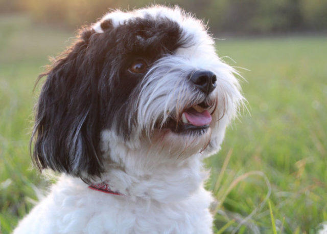 Coton de Tulear Dog Breed Profile – Top Dog Tips