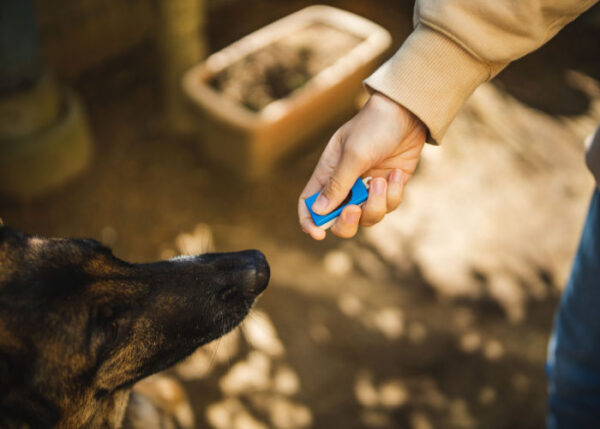 Blind Dog Training – Is It Possible? – Top Dog Tips