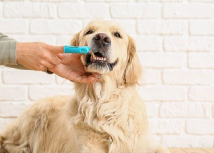 Can Dogs Get Cavities and What You Should Do To Prevent It
