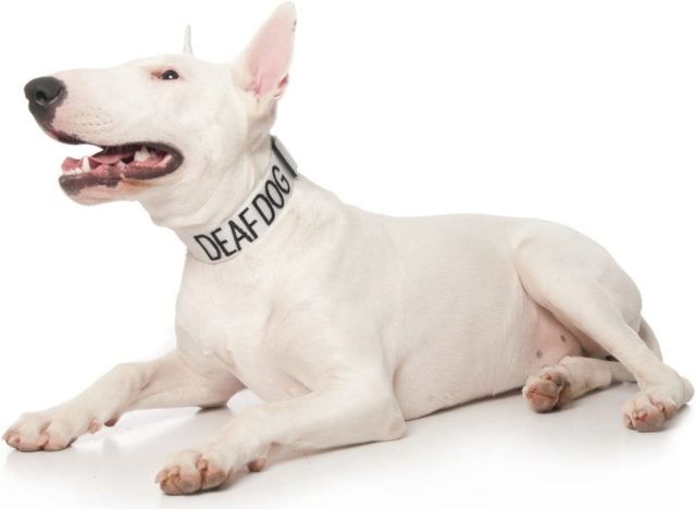 16 Best Deaf Dog Accessories – Top Dog Tips