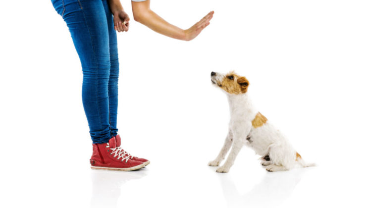 Deaf Dog Training: Everything You Need to Know – Top Dog Tips