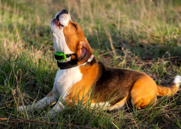 Excessive Barking in Dogs: How To Handle It? – Top Dog Tips