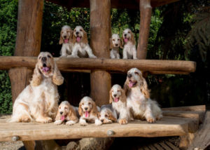 Inbreeding Dogs: What You Should Know – Top Dog Tips