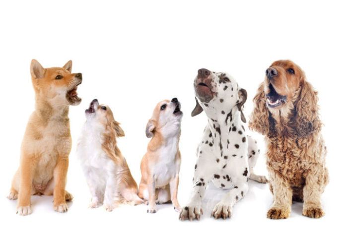 Excessive Barking in Dogs: How To Handle It? – Top Dog Tips