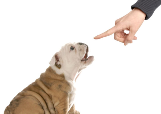 Excessive Barking in Dogs: How To Handle It? – Top Dog Tips
