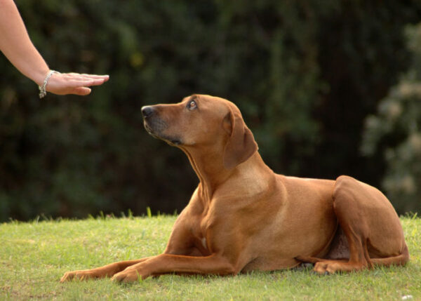 Deaf Dog Training: Everything You Need to Know – Top Dog Tips