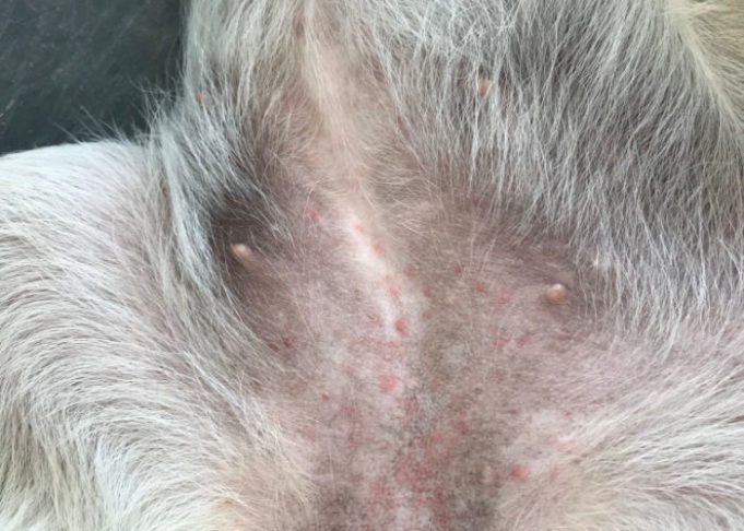 Ant Bites In Dogs: Symptoms, Treatment, And Prevention