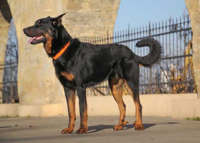 Beauceron Dog Breed Profile – Top Dog Tips