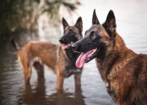 Belgian Malinois Dog Breed Profile – Top Dog Tips