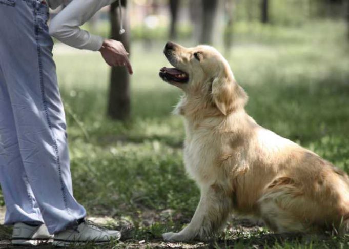 Indiana Pet Stores, Dog Parks, Shelters, and More