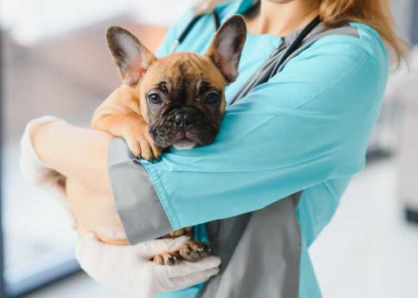 Indiana Pet Stores, Dog Parks, Shelters, and More