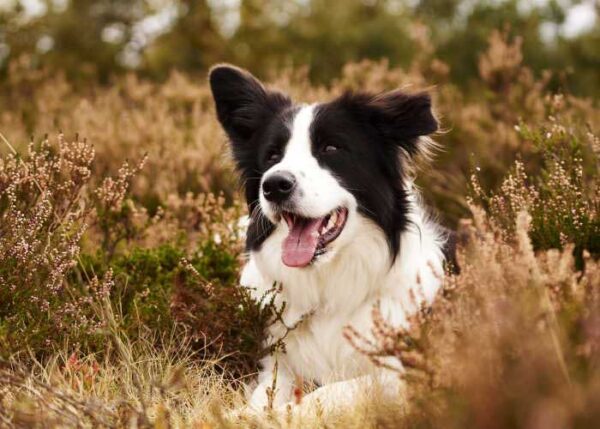 31 Herding Dog Breeds – Top Dog Tips