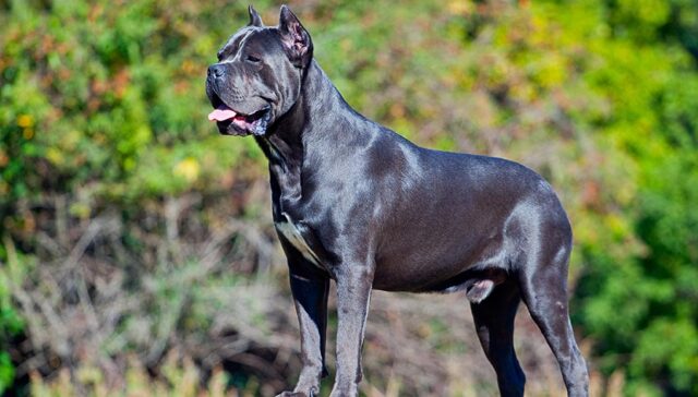 Cane Corso Dog Breed Profile – Top Dog Tips