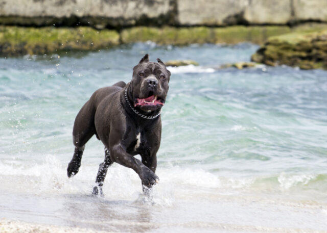Cane Corso Dog Breed Profile – Top Dog Tips
