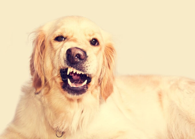 Dog Teeth Chattering: What Does It Mean? – Top Dog Tips