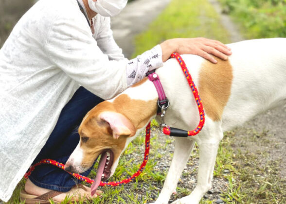 Dog Vomit Bile: Causes, Treatment, And More – Top Dog Tips